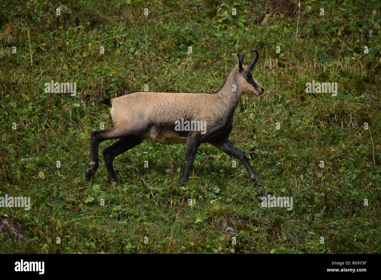 alpine chamois (Rupicapra rupicapra) in the wild at Berchtesgaden ...