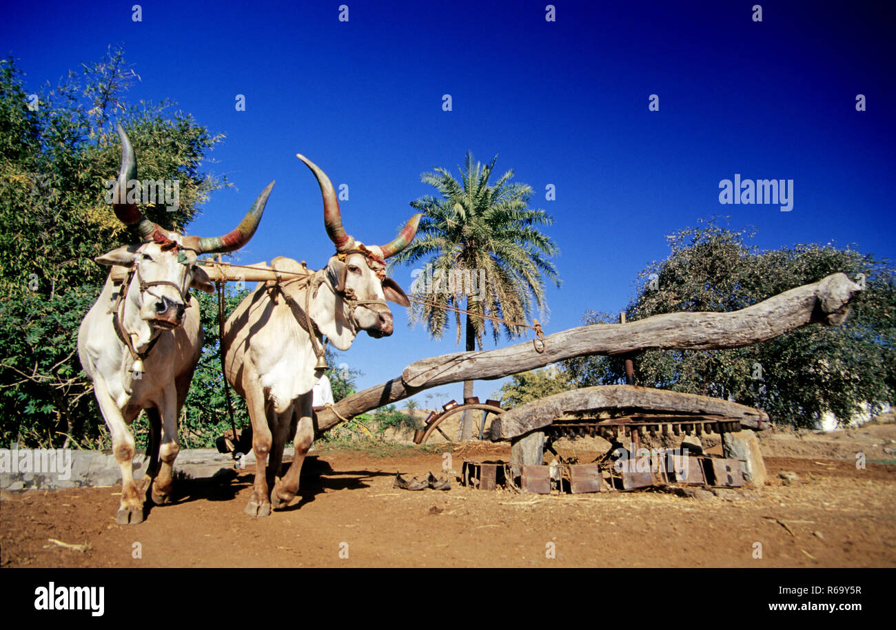 bullock drawn water wheel for irrigation, bullock powered irrigation ...