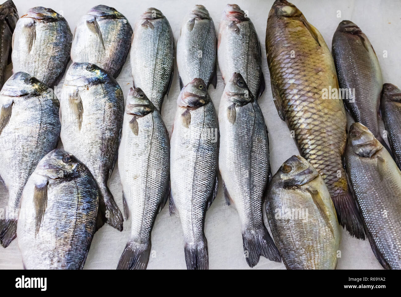 8 raw fish hi-res stock photography and images - Alamy