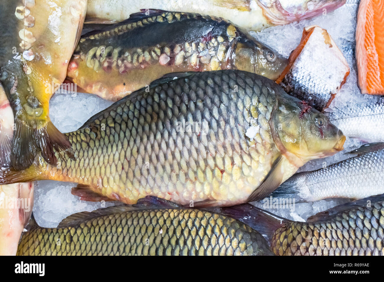 Carp eats food fish hi-res stock photography and images - Alamy