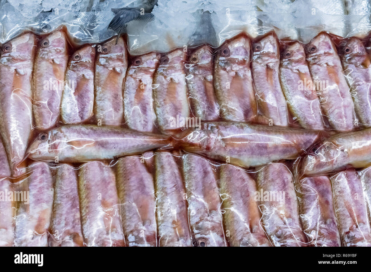 fresh sprats 1 Stock Photo - Alamy