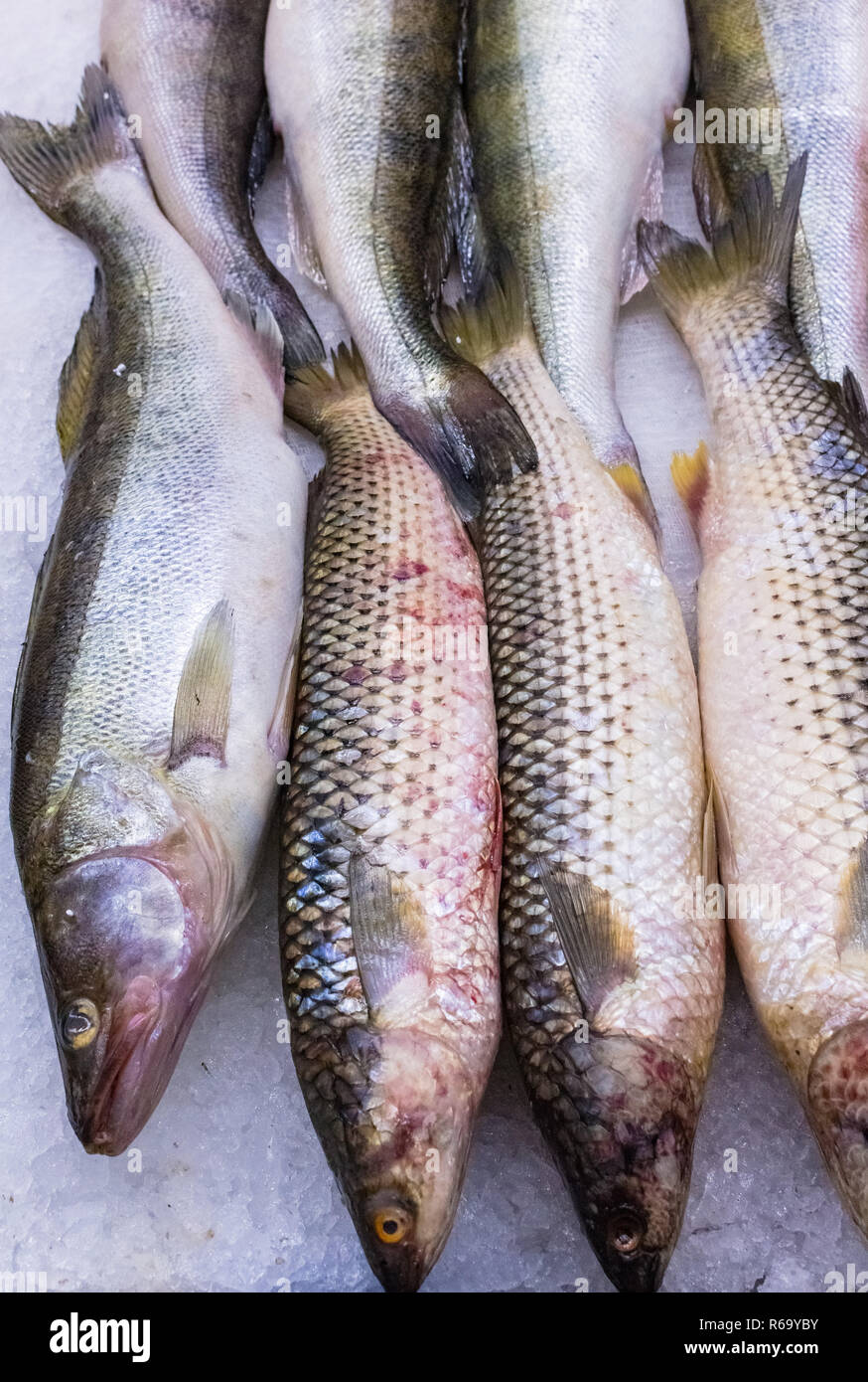 18 Fish High Resolution Stock Photography and Images - Alamy