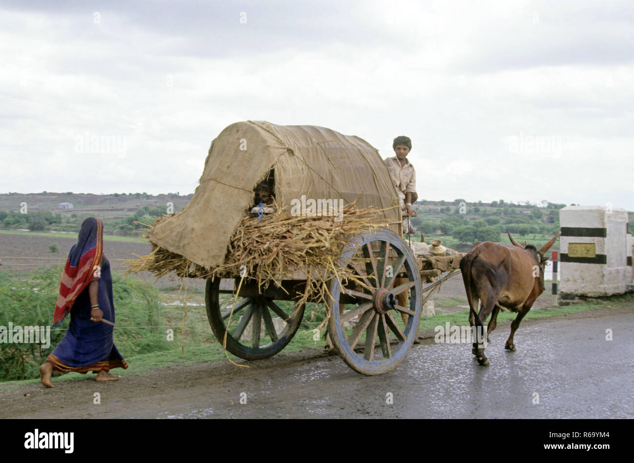 Bullock cart on village road, Maharashtra, India, Asia Stock Photo - Alamy