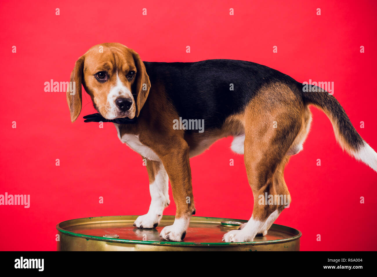 young puppy, beagle dog, isolated on red background Stock Photo - Alamy