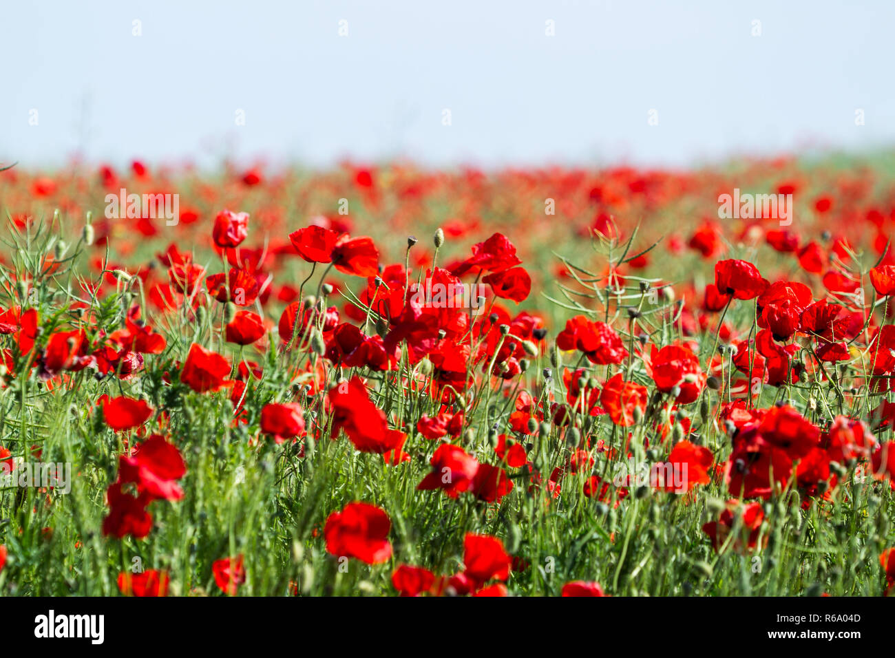 Poppy field. Flowers background. Beautiful field of red poppies Stock ...