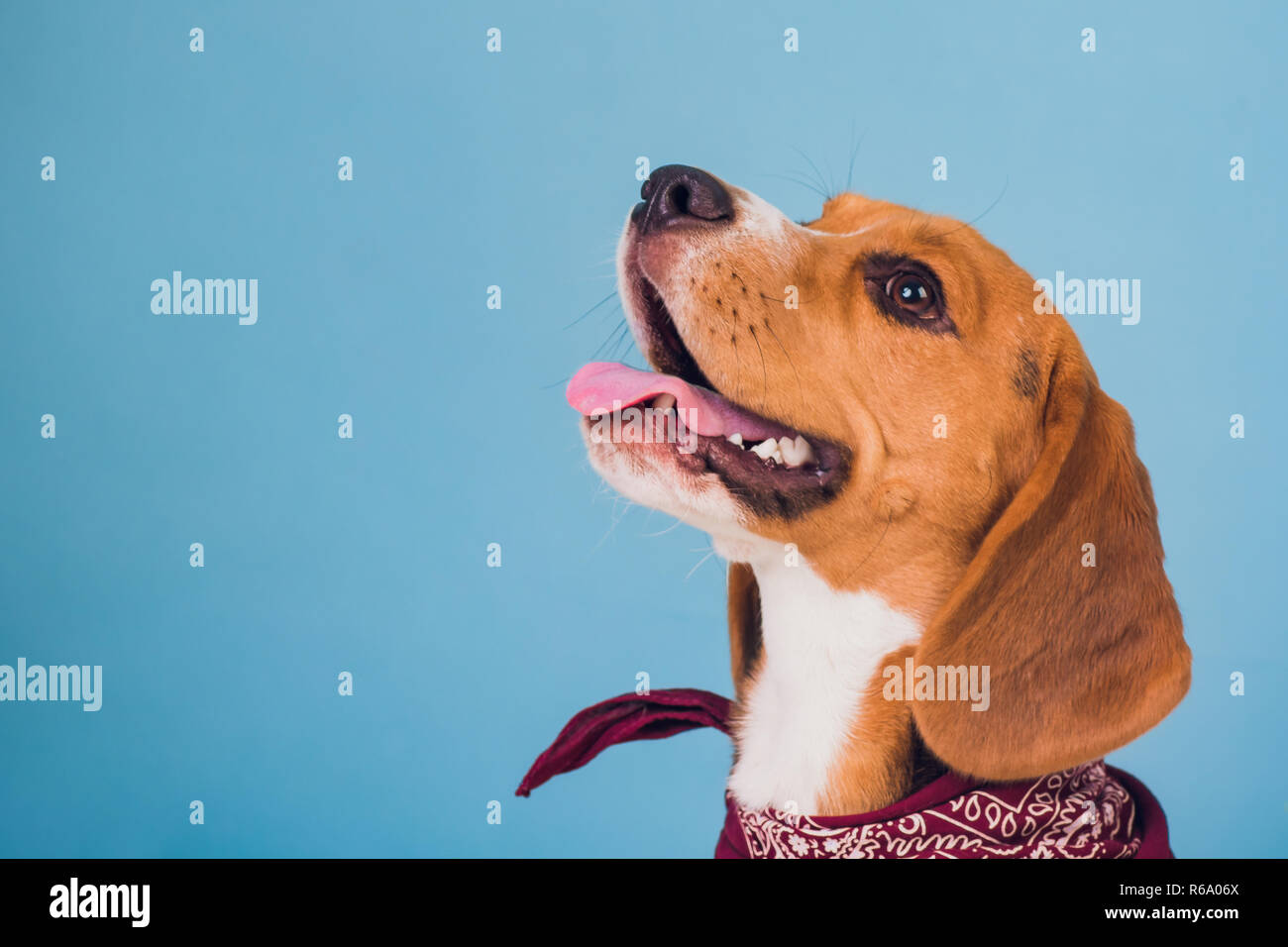 young puppy, beagle dog, blue background, neck red shawl on neck Stock ...