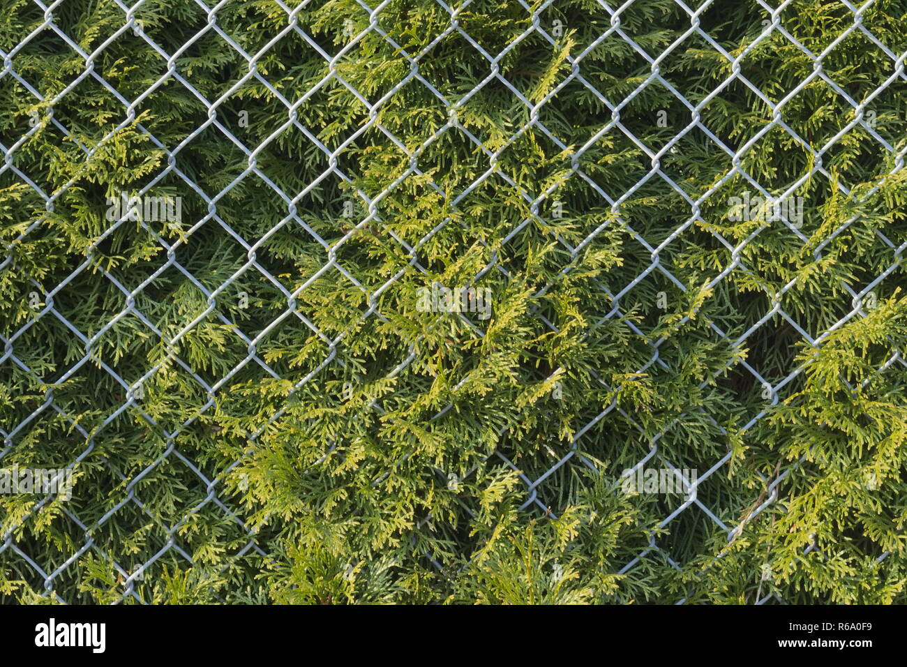 Hedge Behind Fence High Resolution Stock Photography and Images - Alamy