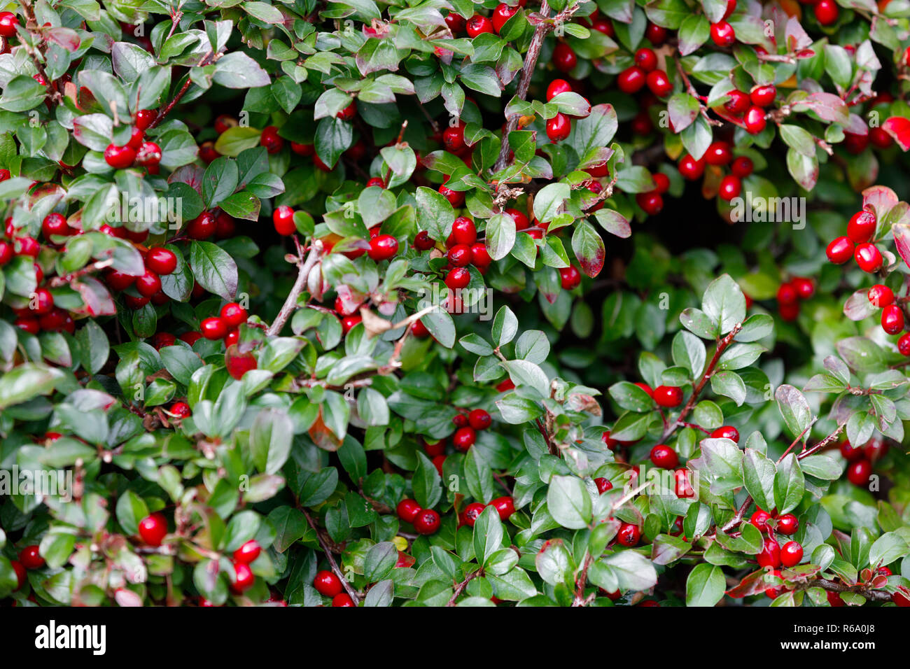 autumn berries red gaultheria Stock Photo - Alamy