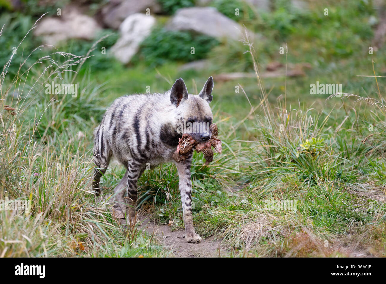 Striped hyena (Hyaena hyaena Stock Photo - Alamy