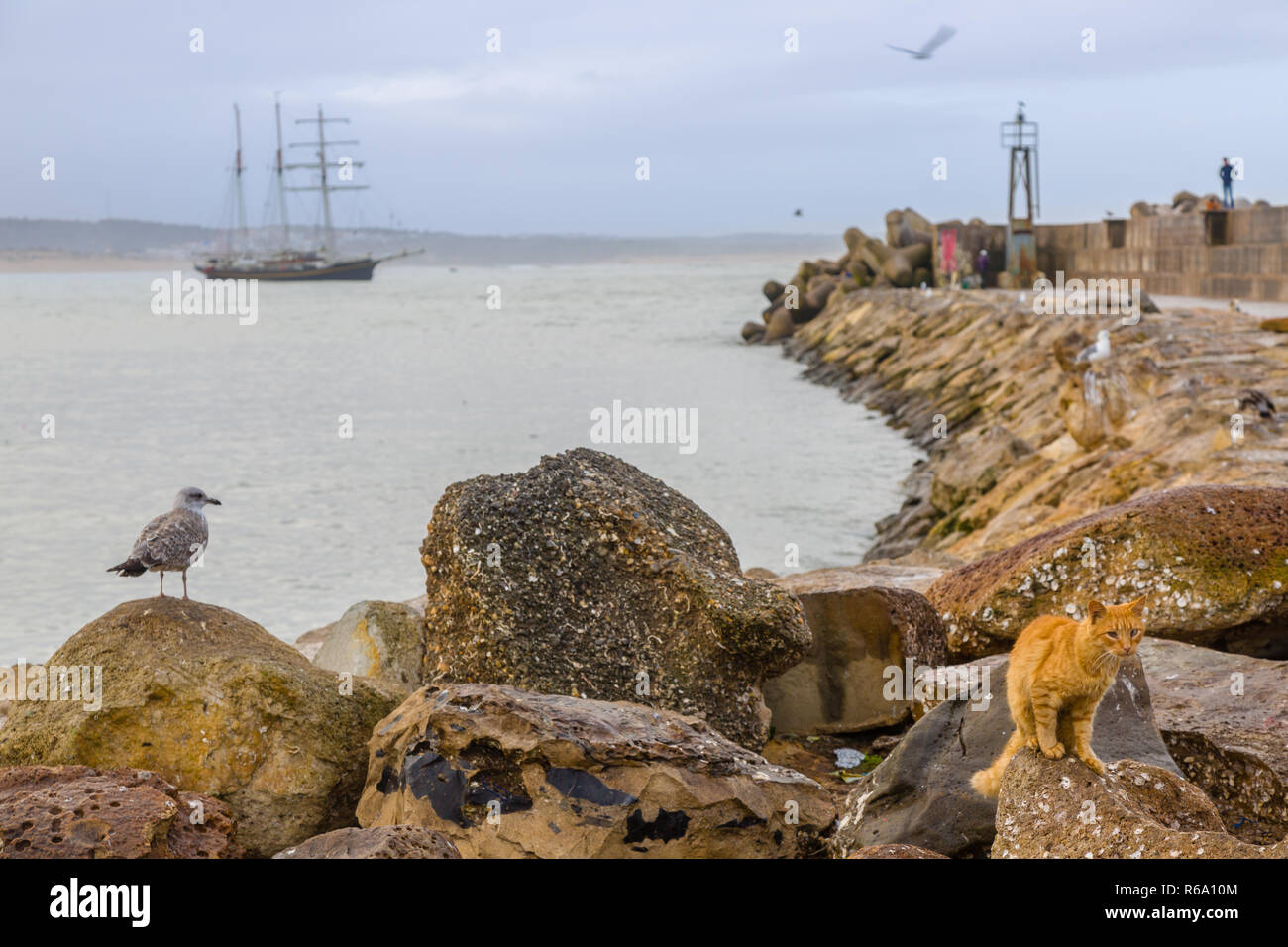 Animals in the old fishing port of Essaouira, Morroco Stock Photo - Alamy
