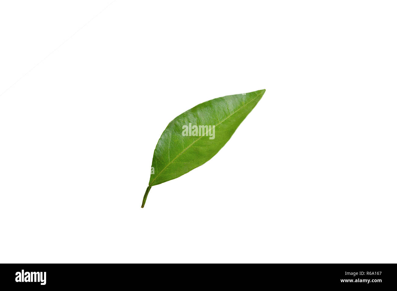 Green leaf mandarin. White isolate Stock Photo - Alamy