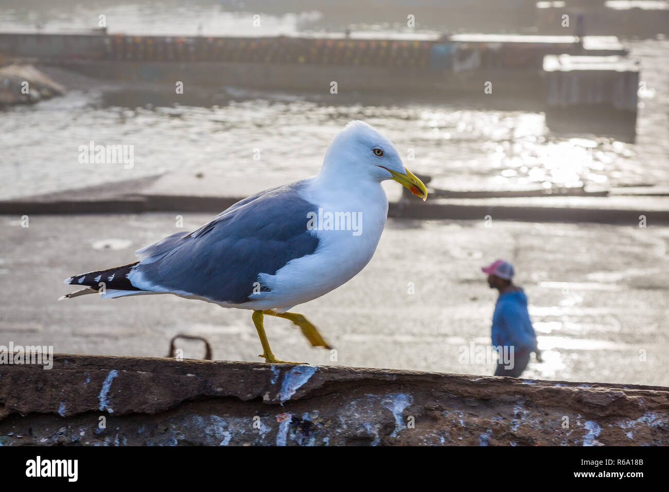 Animals in the old fishing port of Essaouira, Morroco Stock Photo - Alamy