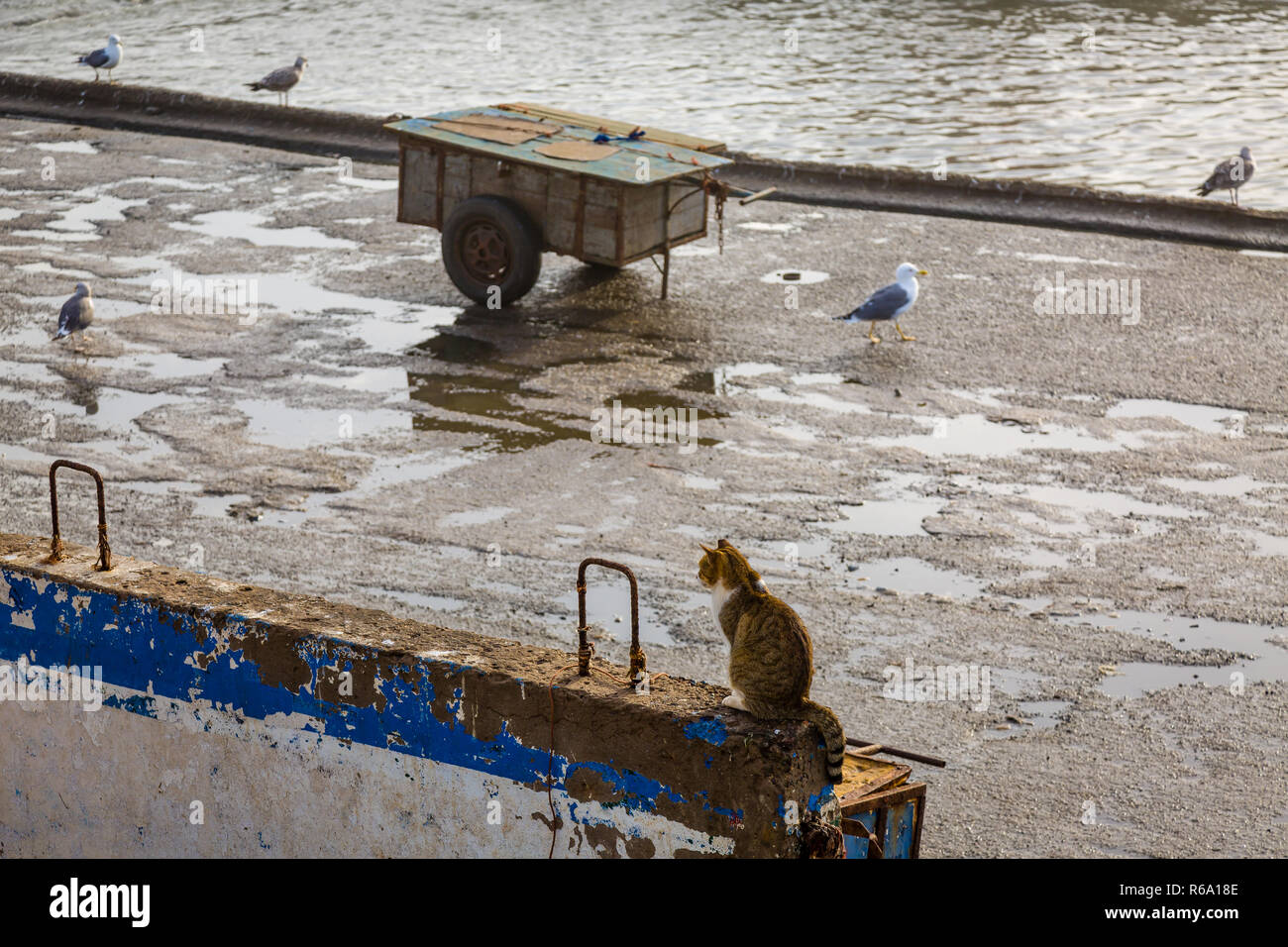 Animals in the old fishing port of Essaouira, Morroco Stock Photo - Alamy