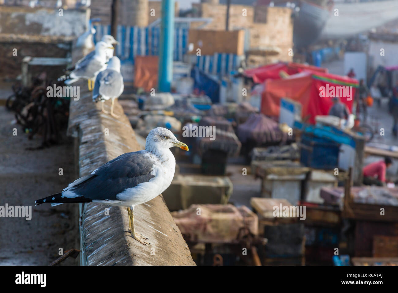 Animals in the old fishing port of Essaouira, Morroco Stock Photo - Alamy