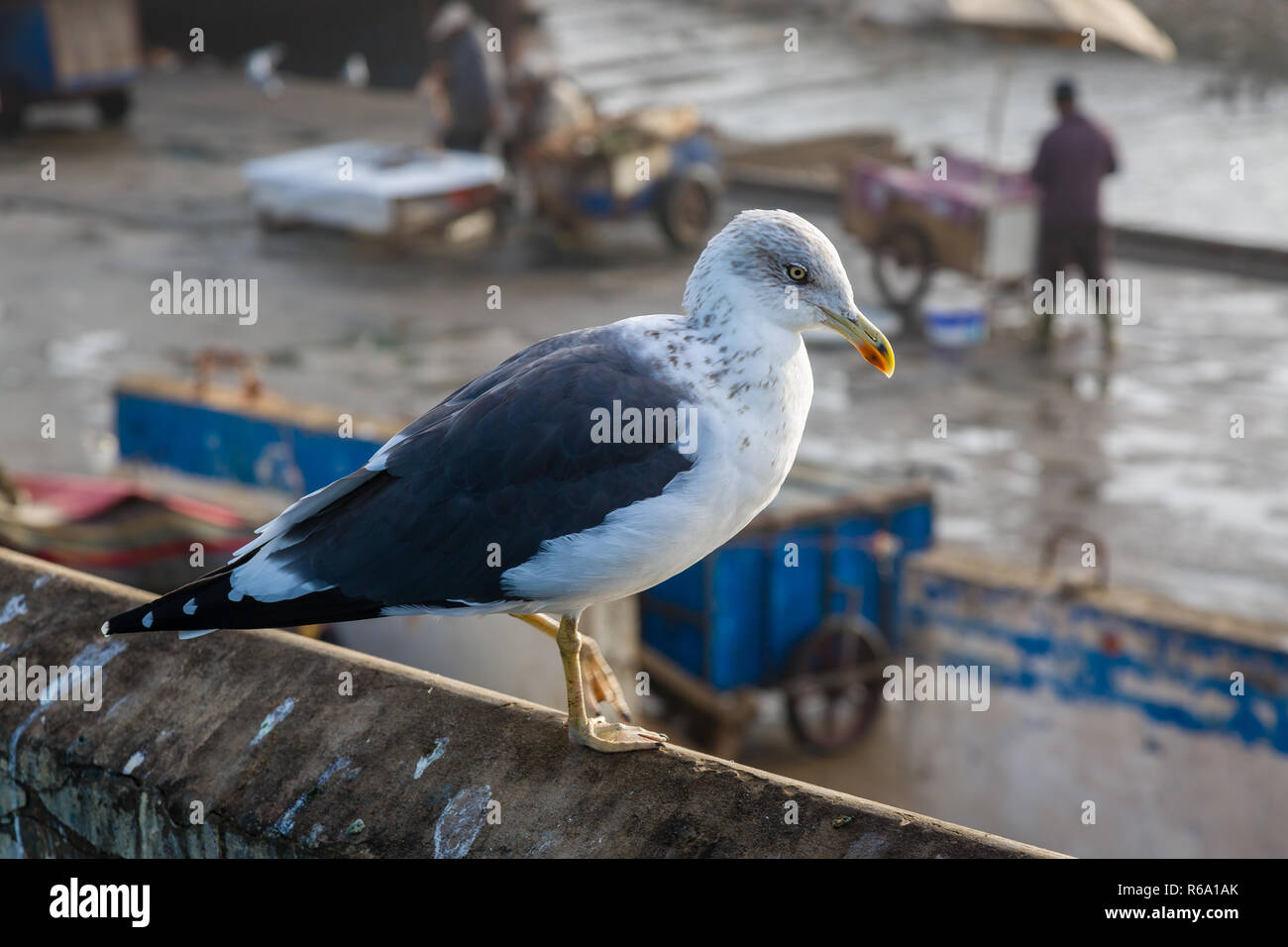 Animals in the old fishing port of Essaouira, Morroco Stock Photo - Alamy