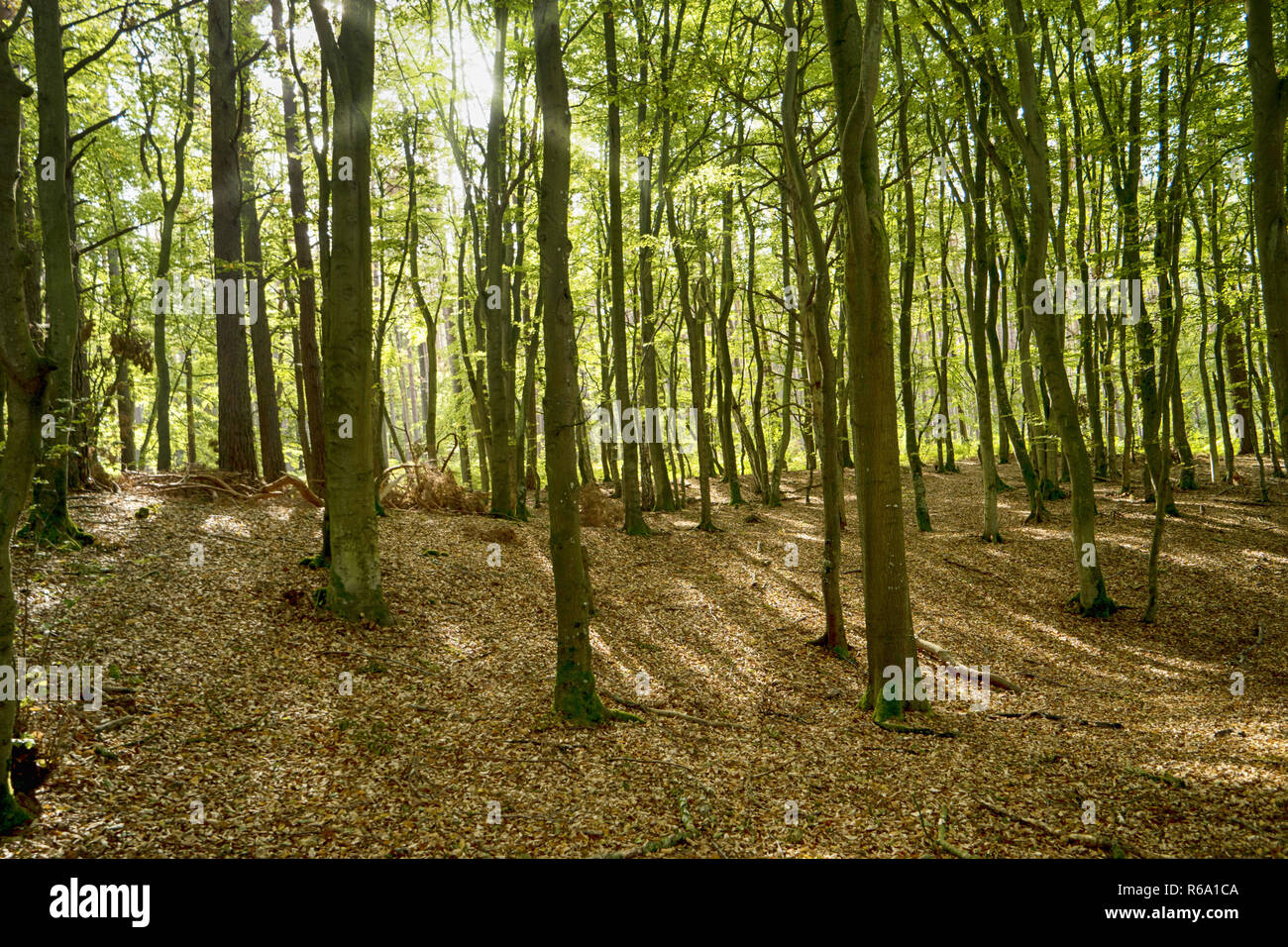 Primeval Forest On Darss In Germany Stock Photo - Alamy