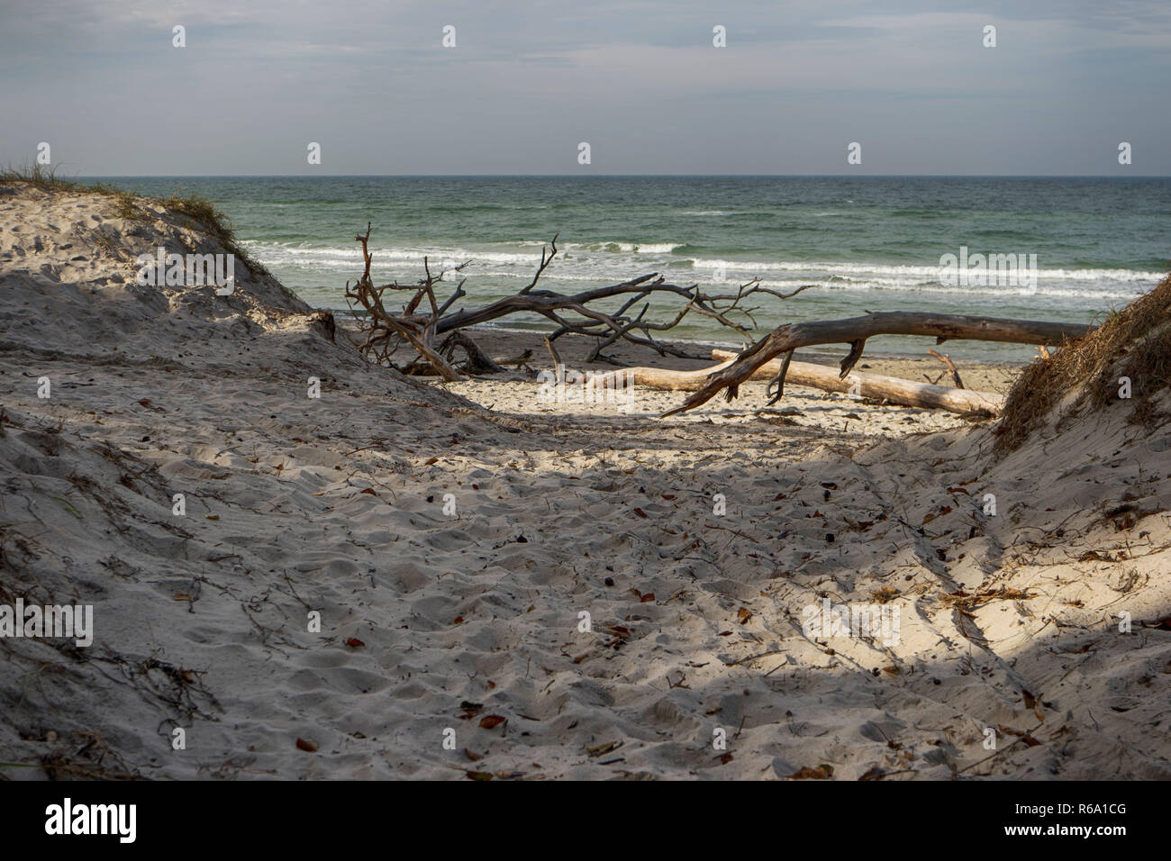 Baltic Sea Coast On Darss In Germany Stock Photo - Alamy