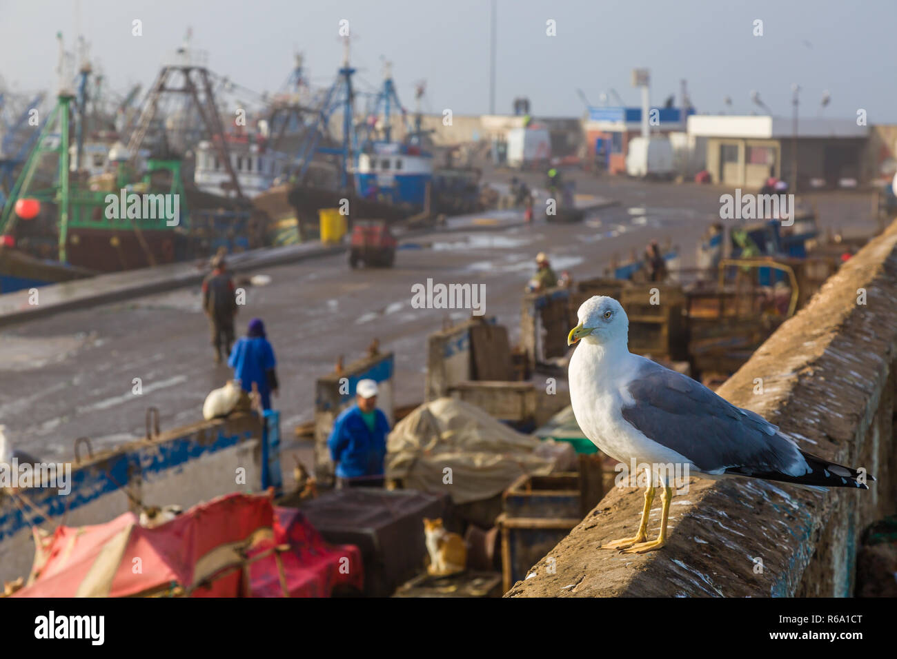 Animals in the old fishing port of Essaouira, Morroco Stock Photo - Alamy