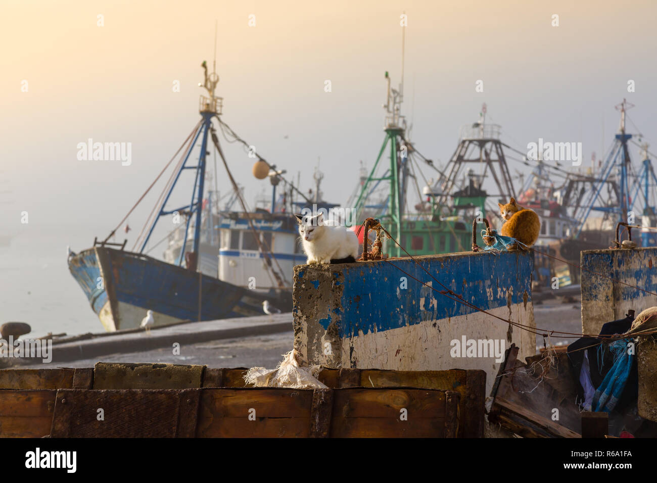 Animals in the old fishing port of Essaouira, Morroco Stock Photo - Alamy