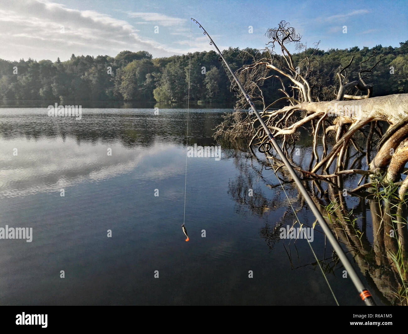 Angel Fish Rod High Resolution Stock Photography and Images - Alamy