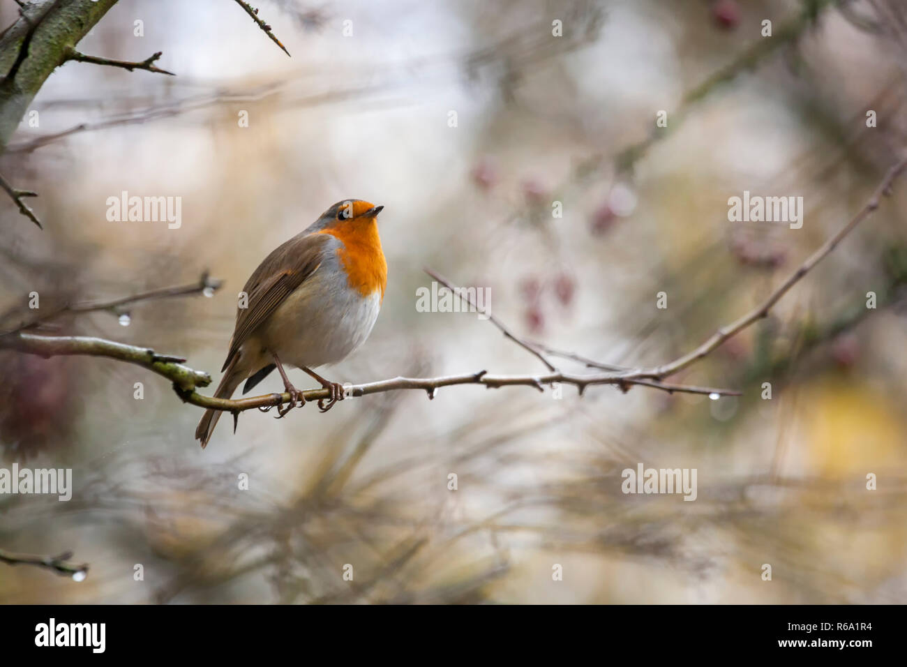 European Robin.Robin Red breast perched In Autumn woodland.Erithacus ...