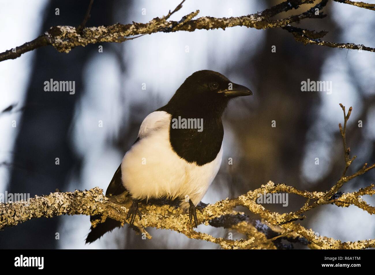Magpie in morning hi-res stock photography and images - Alamy