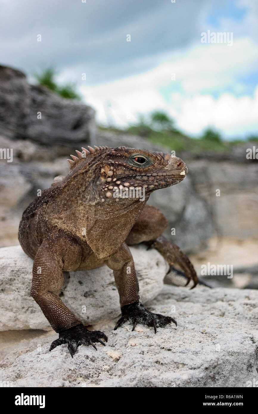 Kuba leguan hi-res stock photography and images - Alamy