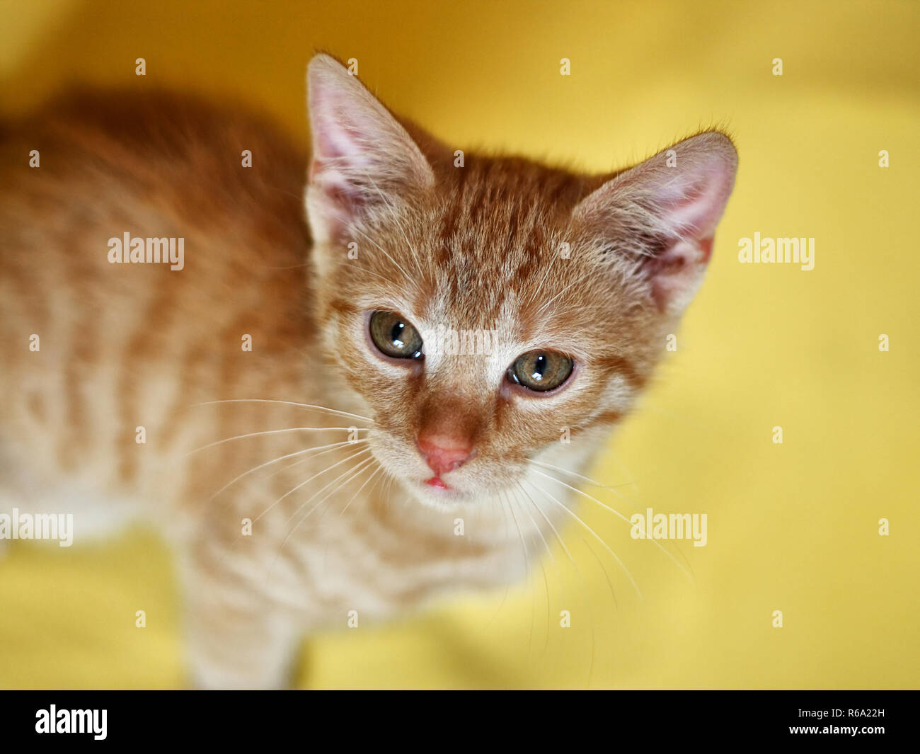 European Shorthair Cat Stock Photo - Alamy