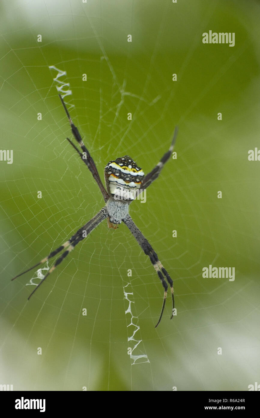 Zebra Spider Wasp High Resolution Stock Photography and Images - Alamy