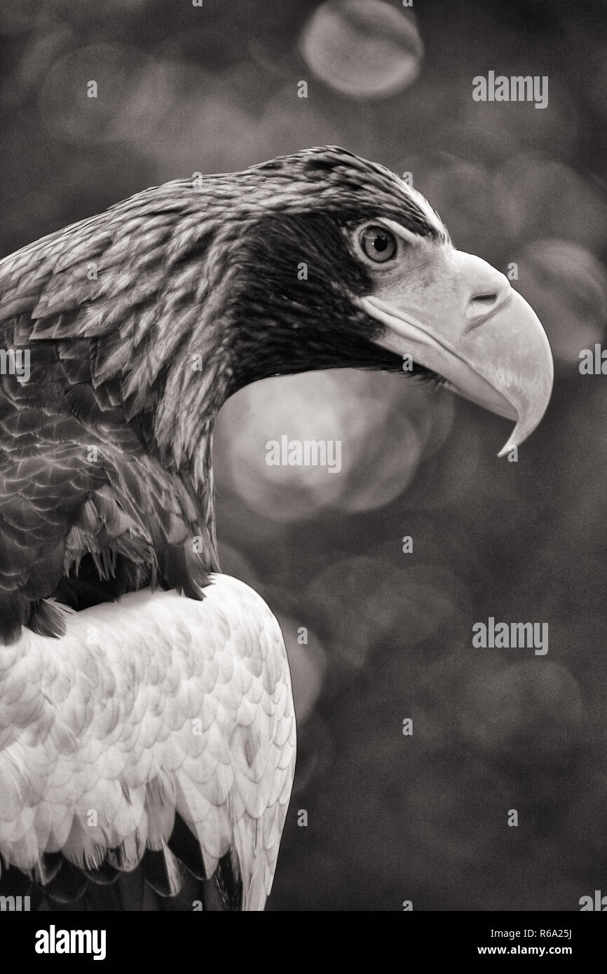 Giant Sea Eagle Stock Photo - Alamy
