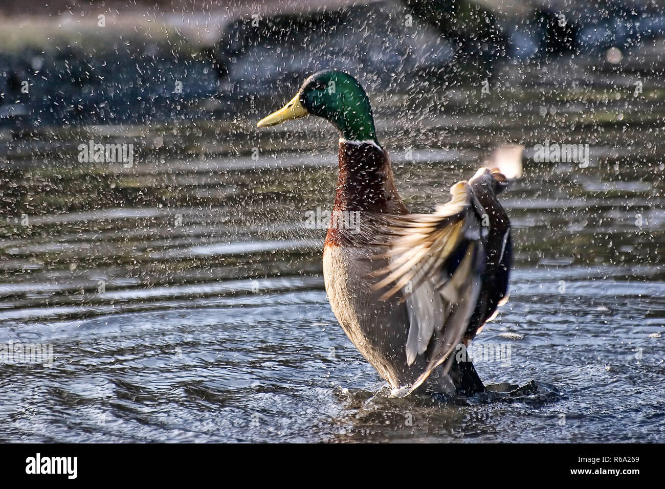 Duck rearing hi-res stock photography and images - Alamy