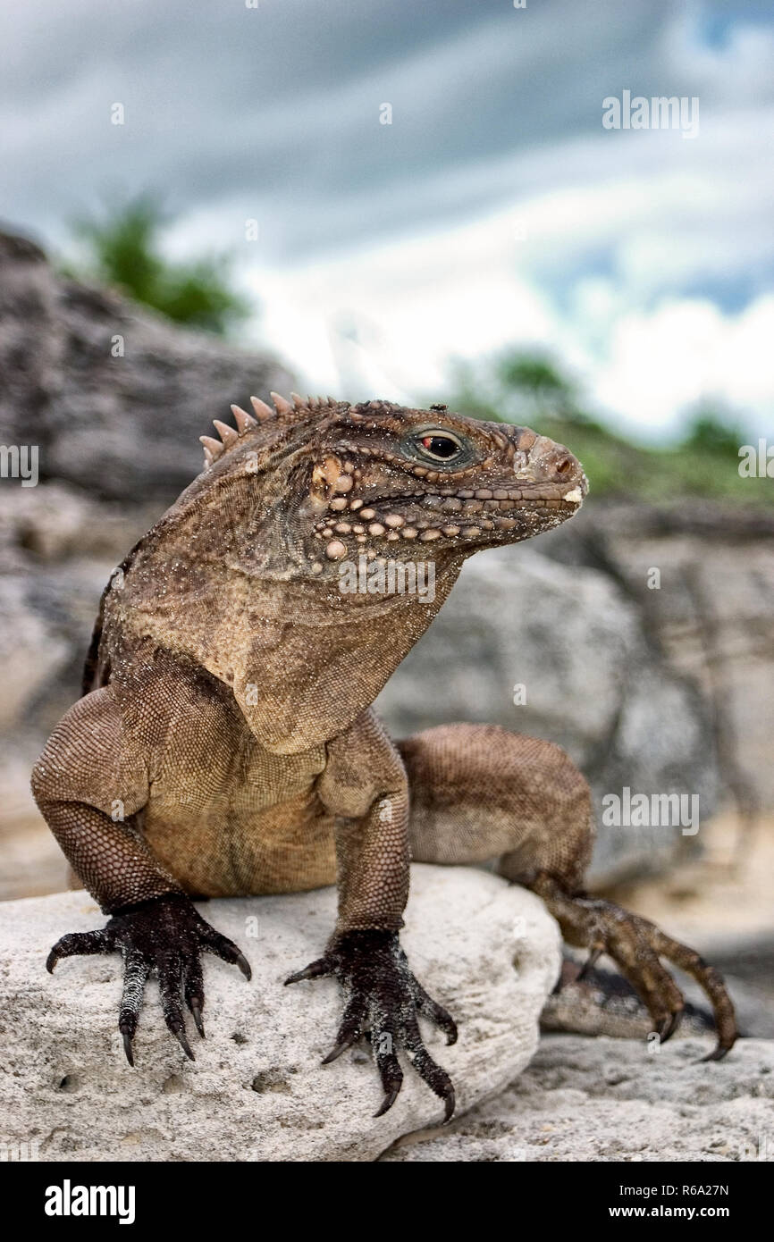 Kuba leguan hi-res stock photography and images - Alamy