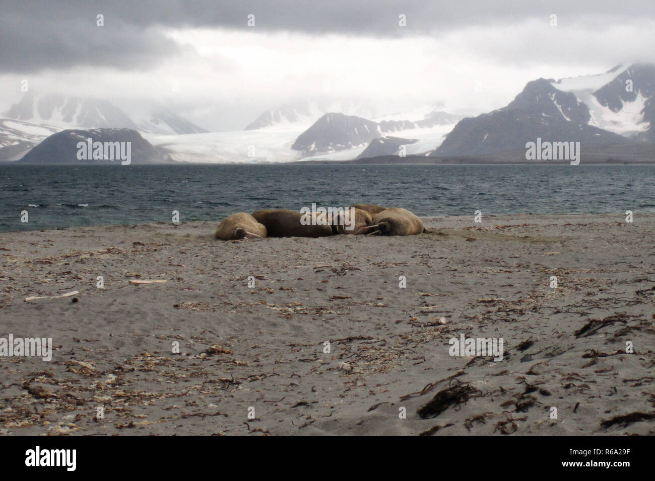 Walruses At Svalbard Coast Stock Photo - Alamy