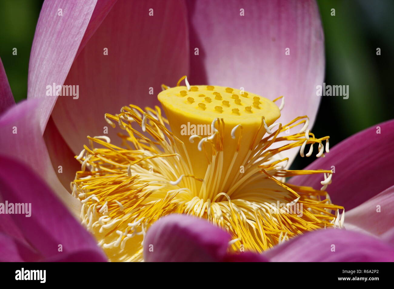 Heilige lotusblume hi-res stock photography and images - Alamy