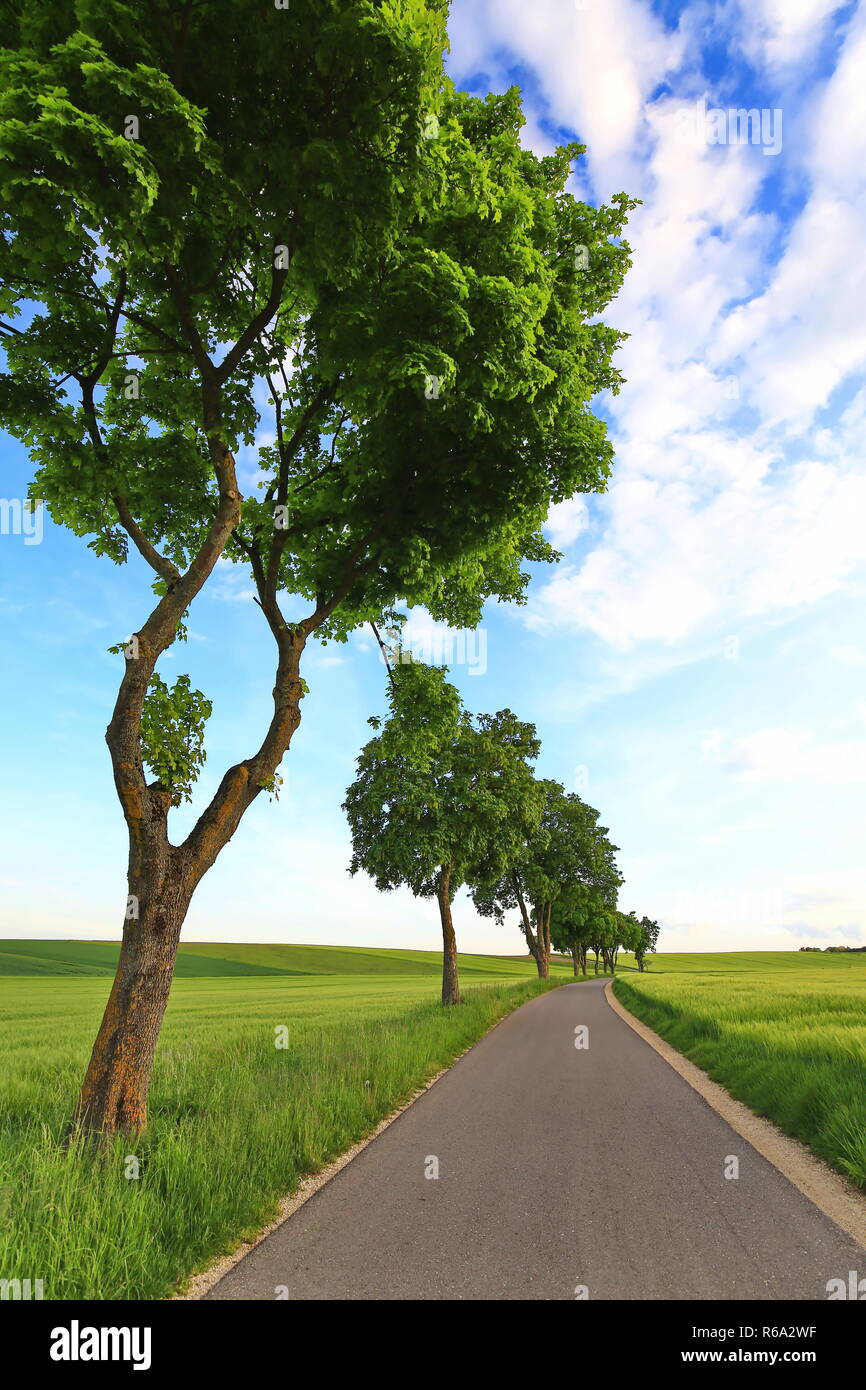 Trees On The Road Stock Photo - Alamy