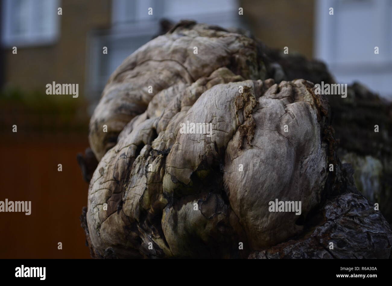 Dead and rotten tree hi-res stock photography and images - Alamy