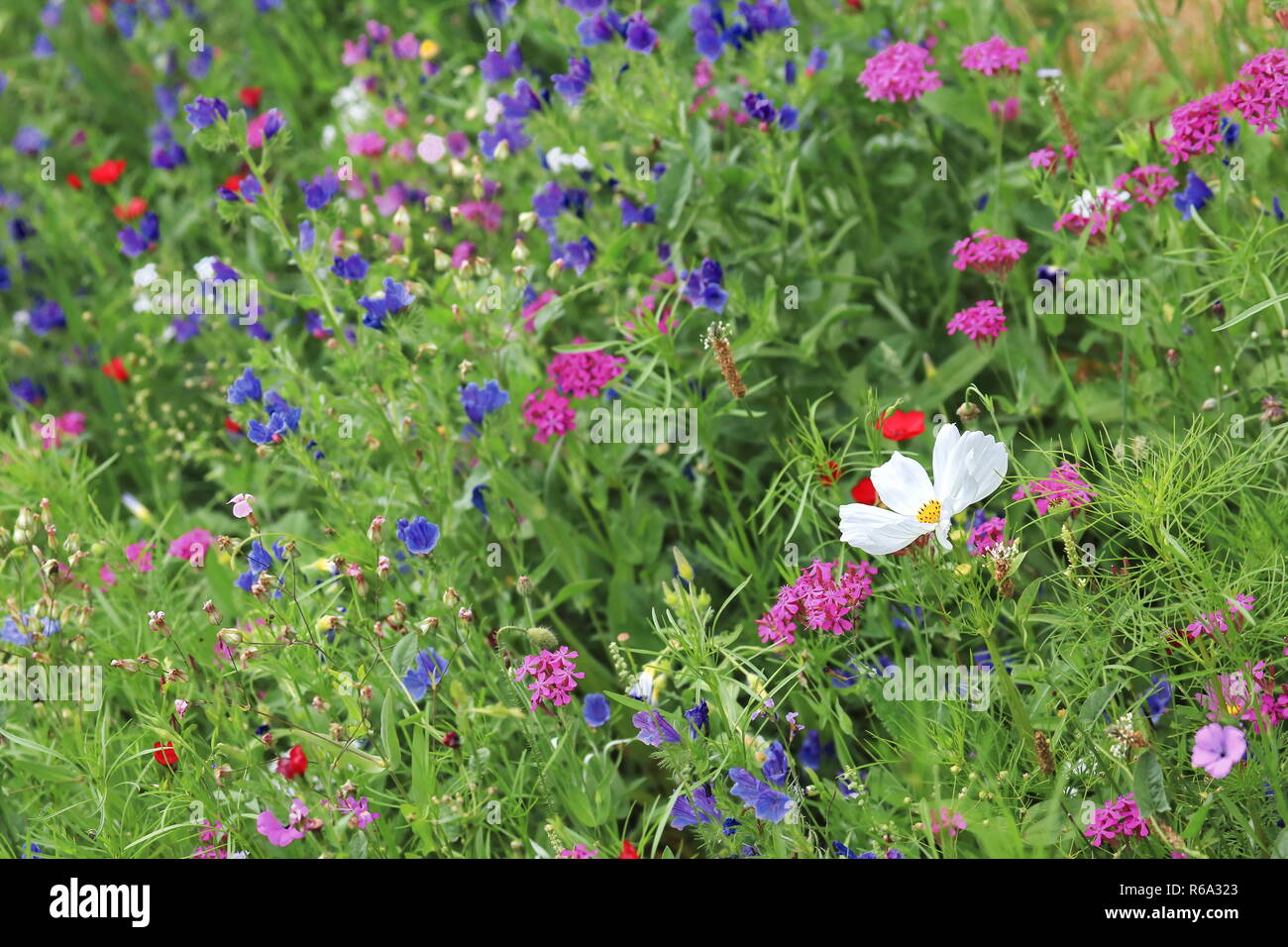 Rosa wiesenblumen hi-res stock photography and images - Alamy