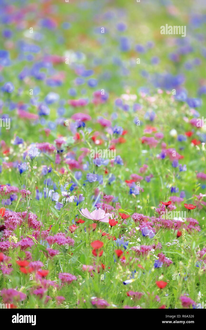 Blumenwiese wiesenblumen wildblumen wiese blumen hi-res stock ...