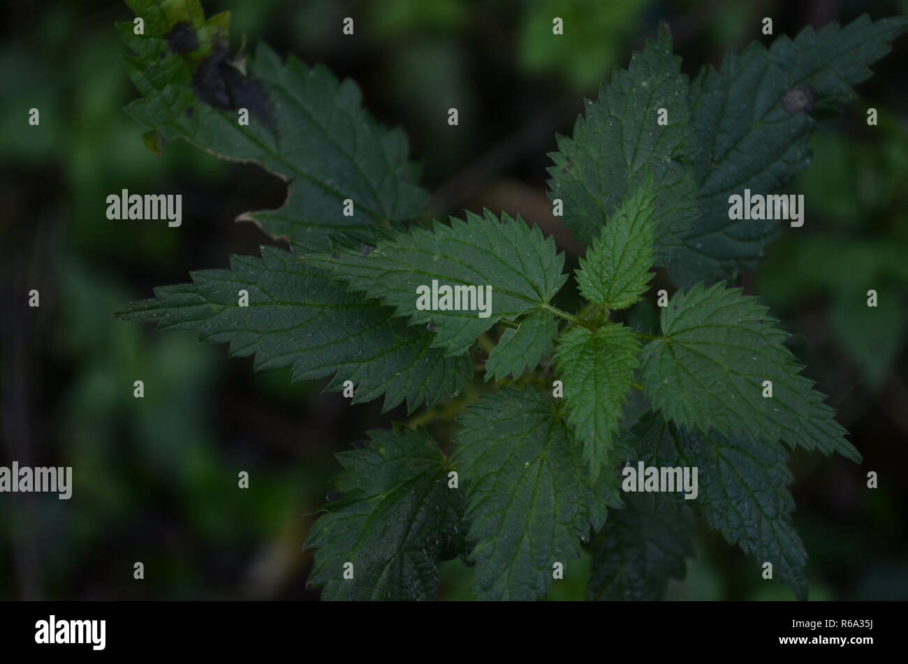 photo of nettles Stock Photo - Alamy