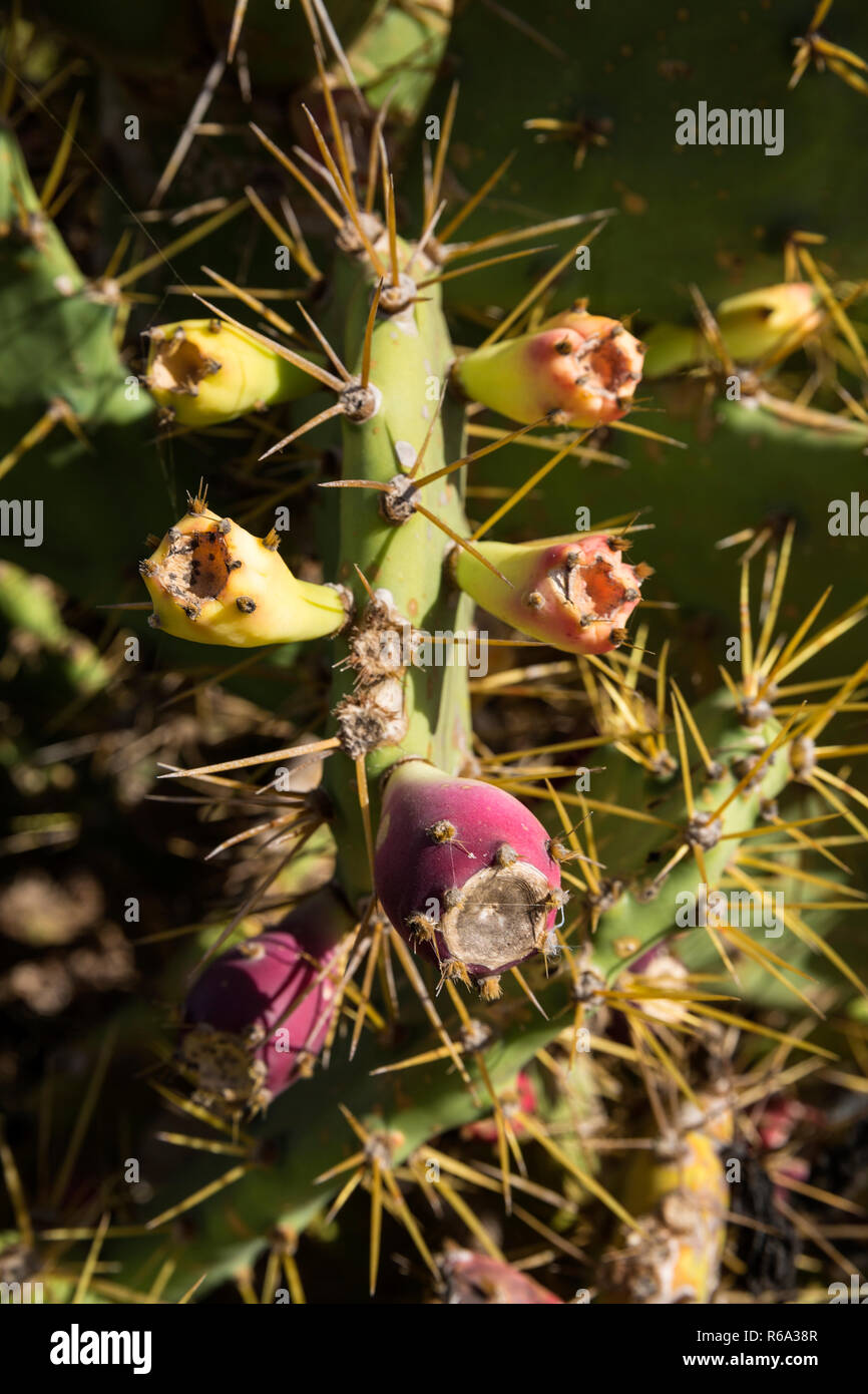 Close-Up Of A Fig Cactus, Opuntia, With Spikes And Fruits Stock Photo ...