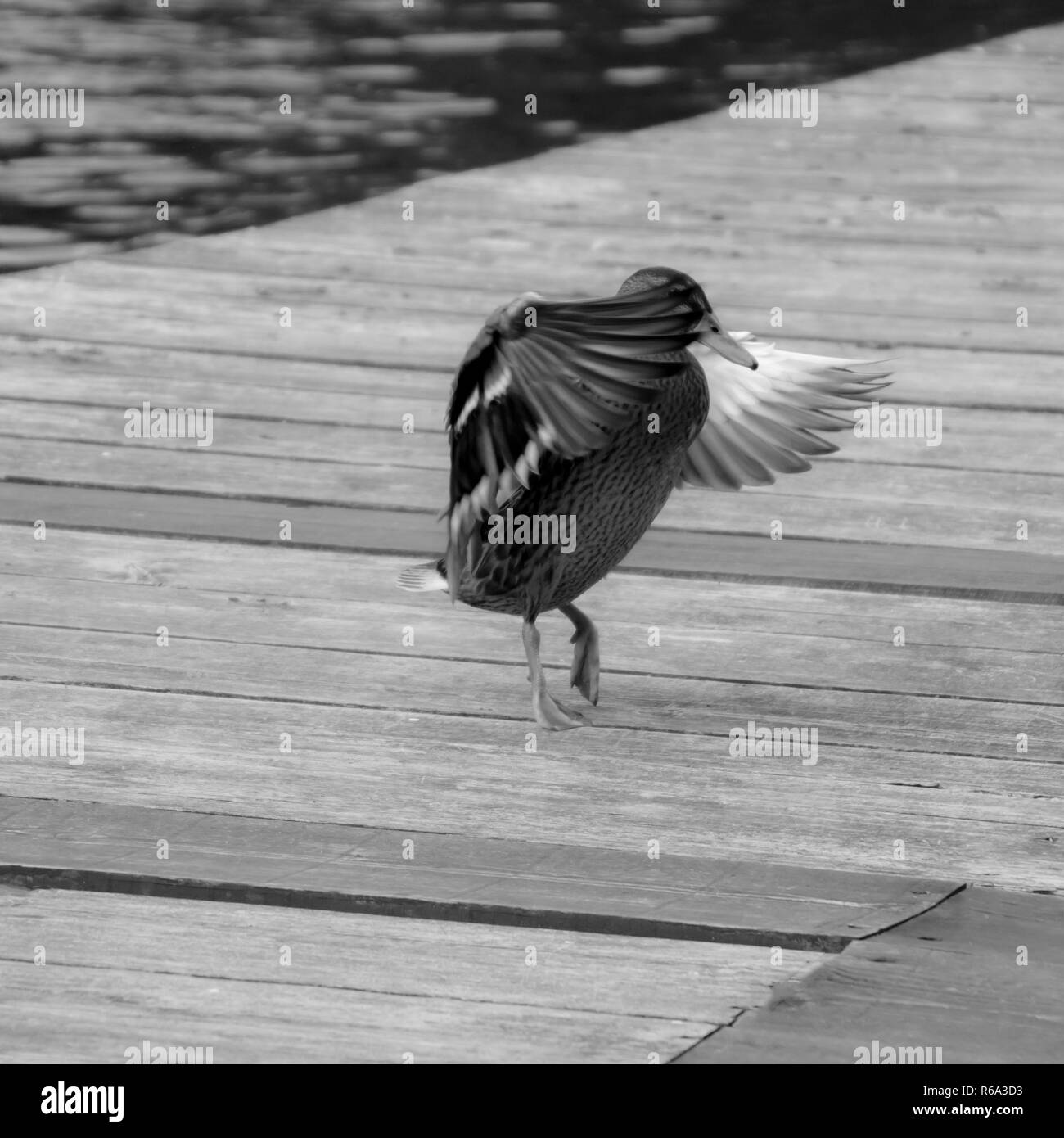 Dancing wildlife Black and White Stock Photos & Images - Alamy