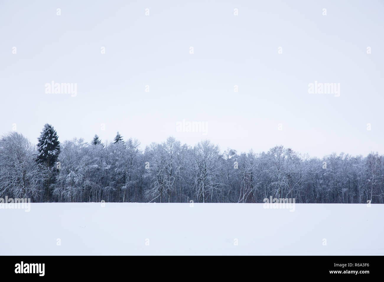 Winterly Forest Edge Stock Photo - Alamy
