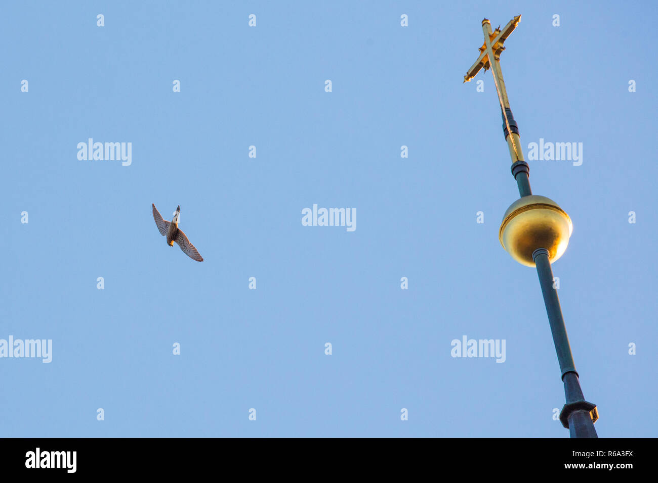 Federal state falcon hi-res stock photography and images - Alamy