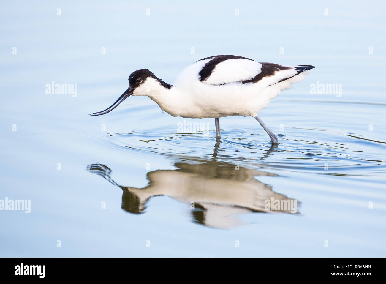 Tierwelt niederlande hi-res stock photography and images - Alamy