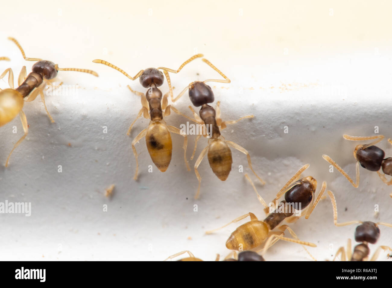 Tapinoma melanocephalum ghost ants from above Stock Photo - Alamy