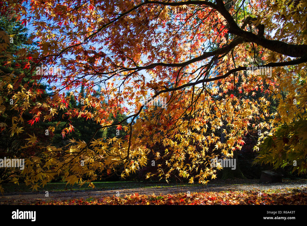 Japanese acer showing off autumn foliage in the sunshine Stock Photo ...