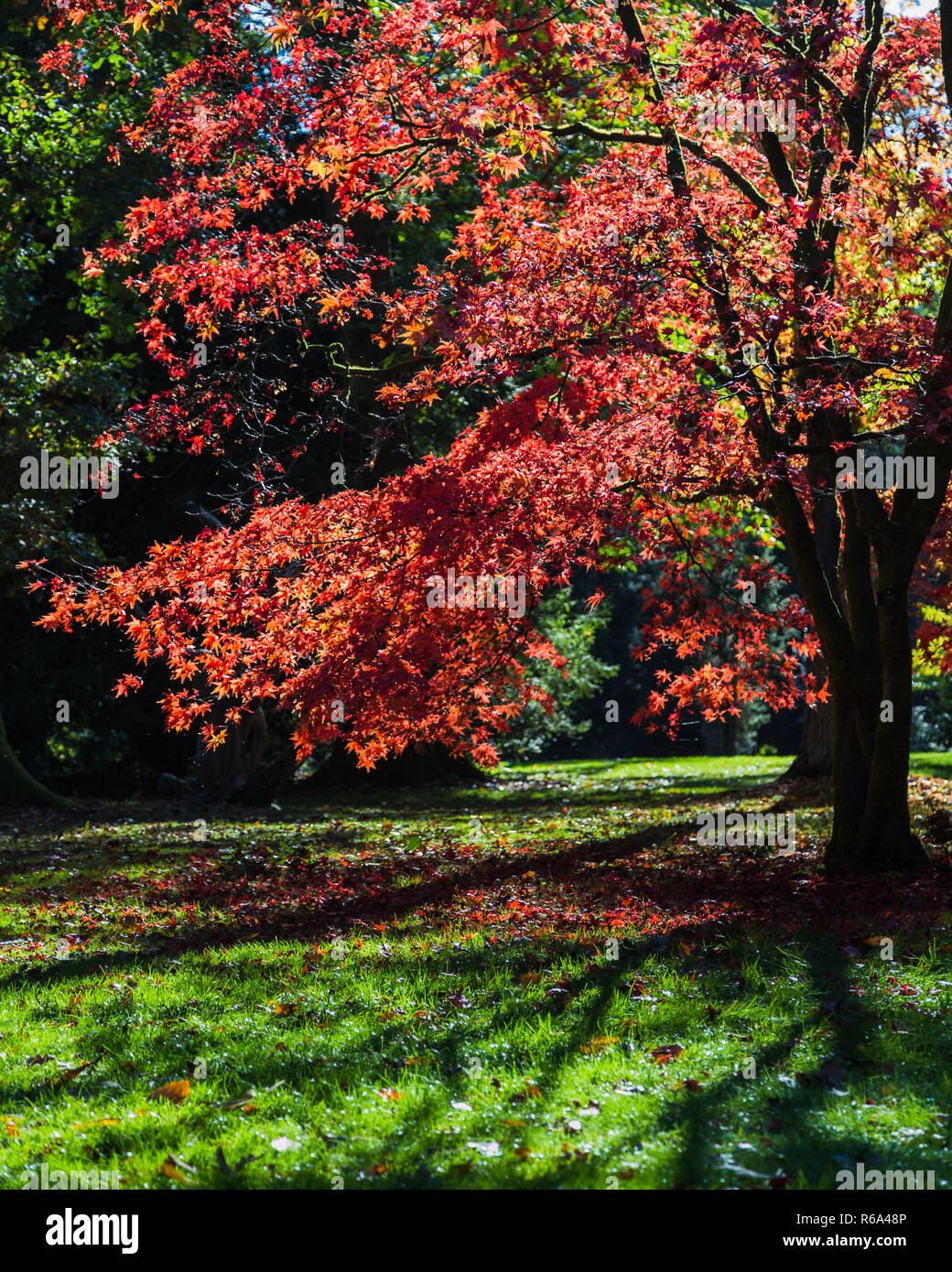 Japanese maple acer trees hi-res stock photography and images - Alamy