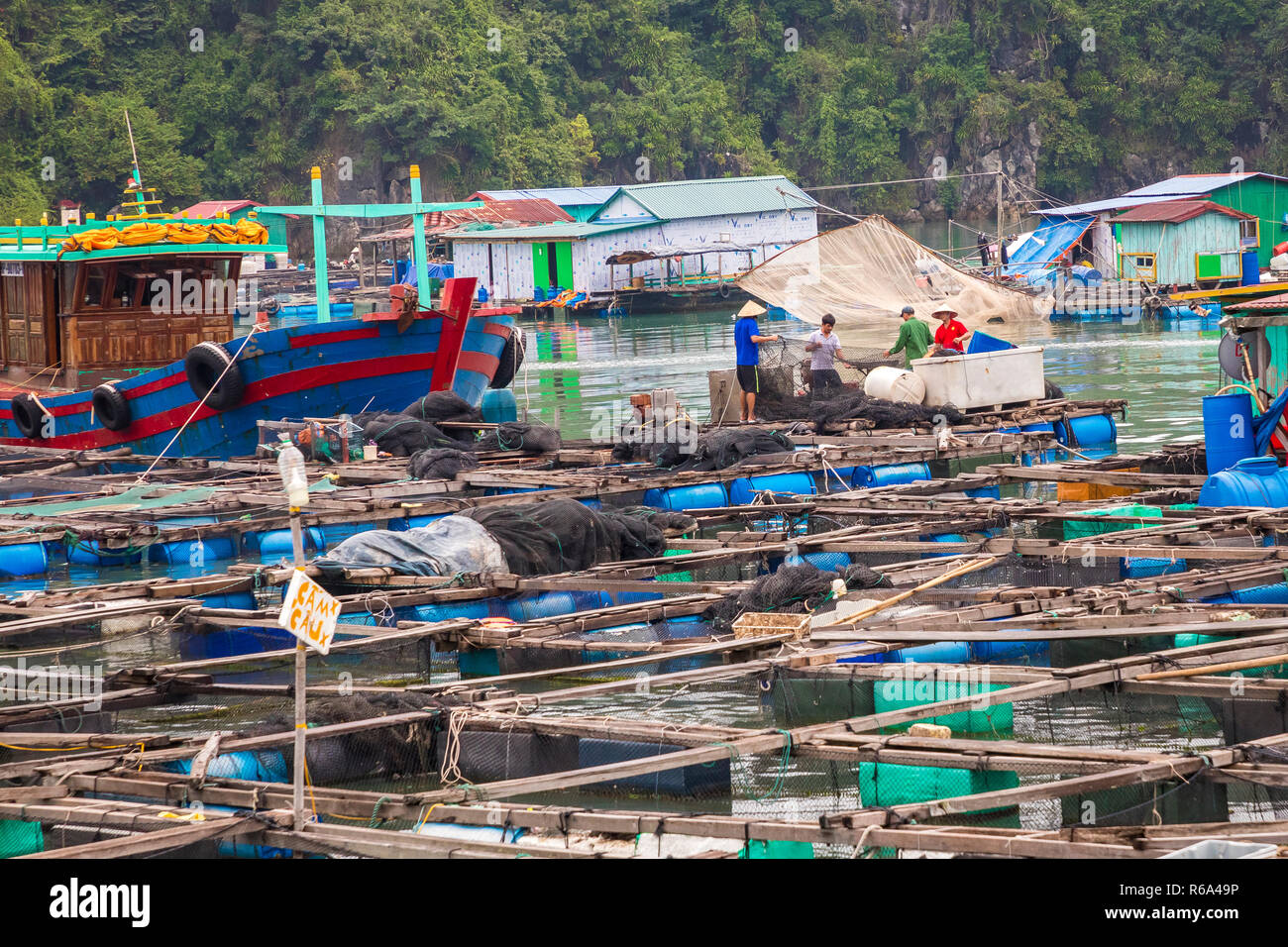 Floating fishing village and fishing boats in Cat Ba Island, Vietnam ...