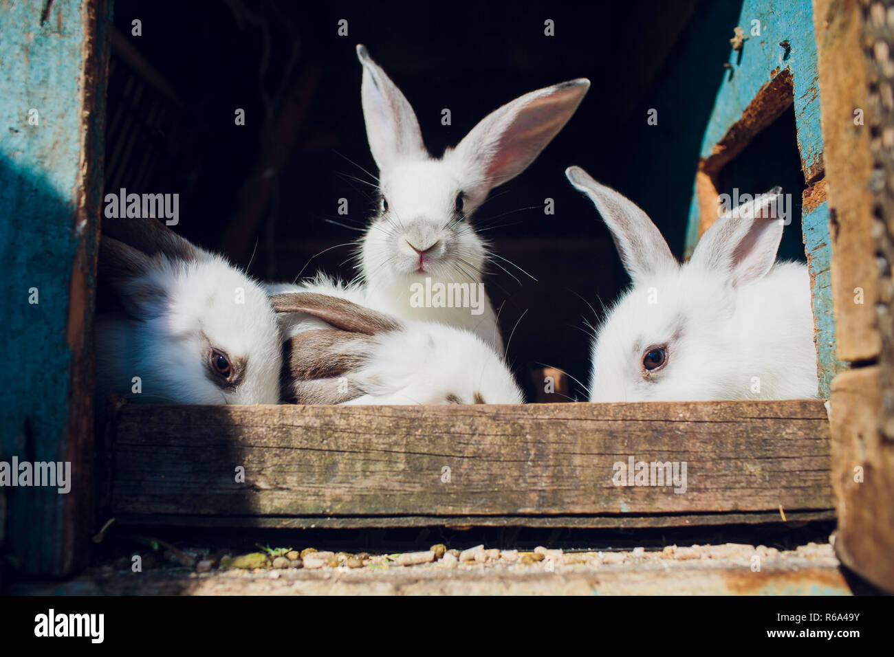 A group young rabbits in the hutch Stock Photo - Alamy