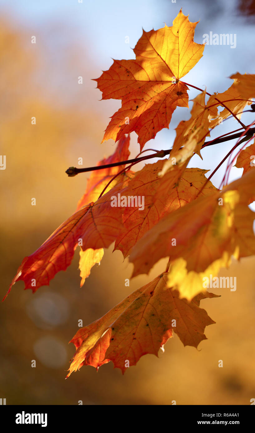 Maple Leaves In Autumn Stock Photo - Alamy